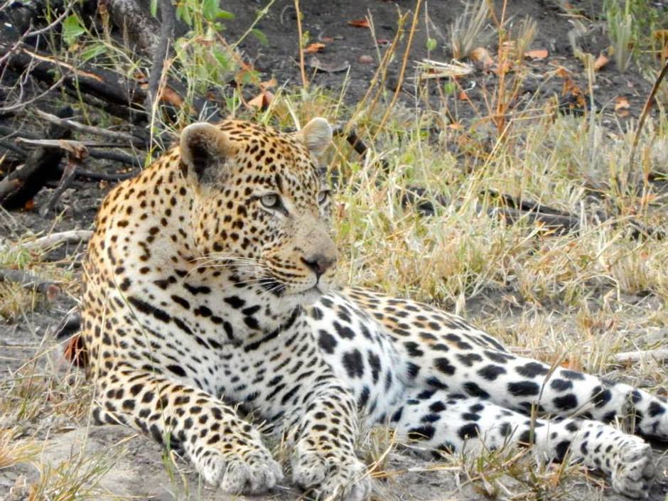 Relaxed Spotted Leopard - Woman Around Town