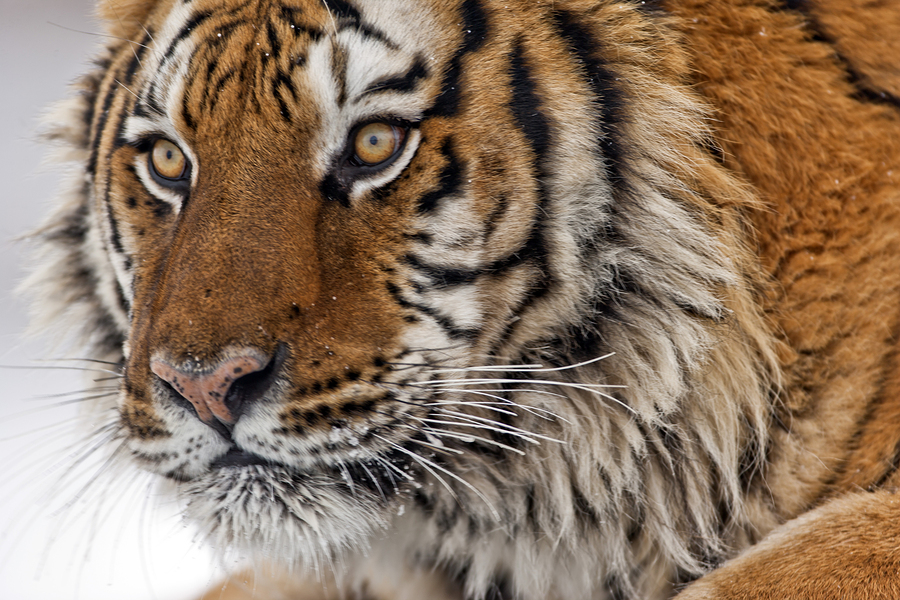 John Sandford’s Latest Has a Tiger by the Tail - Woman Around Town