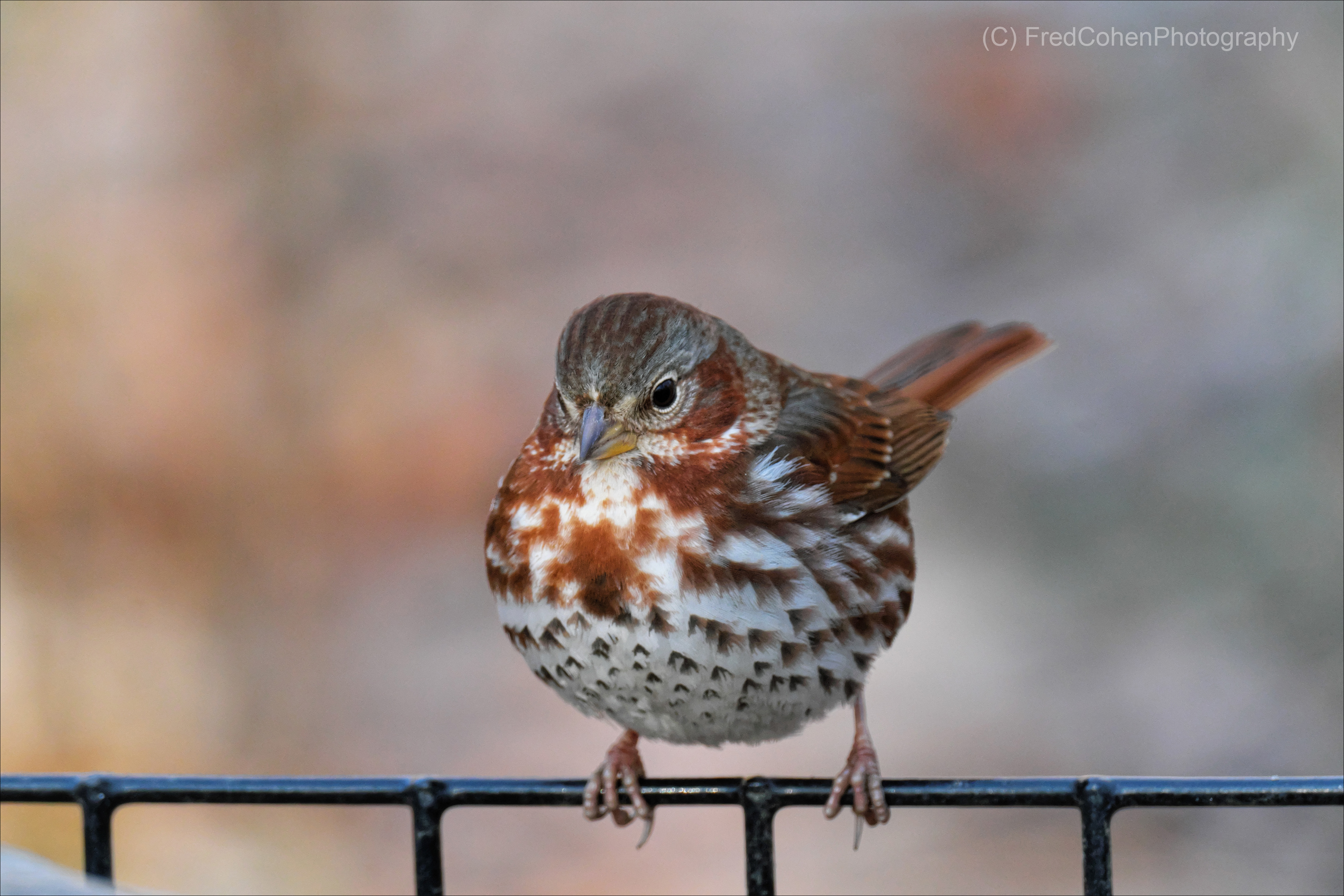 The Sparrows of Central Park - Woman Around Town