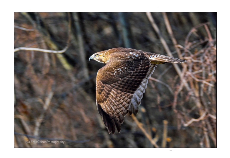 Hawks - Predators in the Sky - Woman Around Town