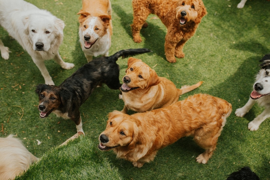 Pack Mentality: How Daycare Shapes Better-Behaved Dogs - Woman Around Town